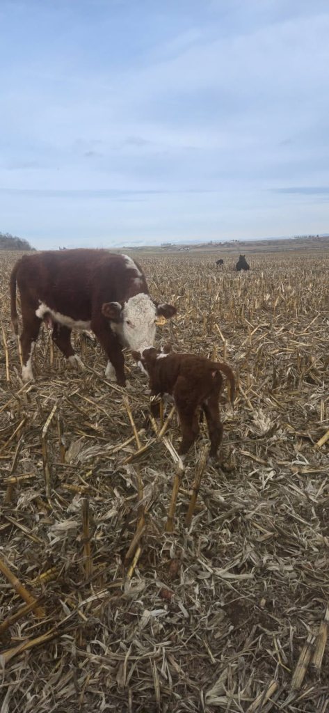 Last Week in Pictures: Lots of Pictures this week. | KT Ranch