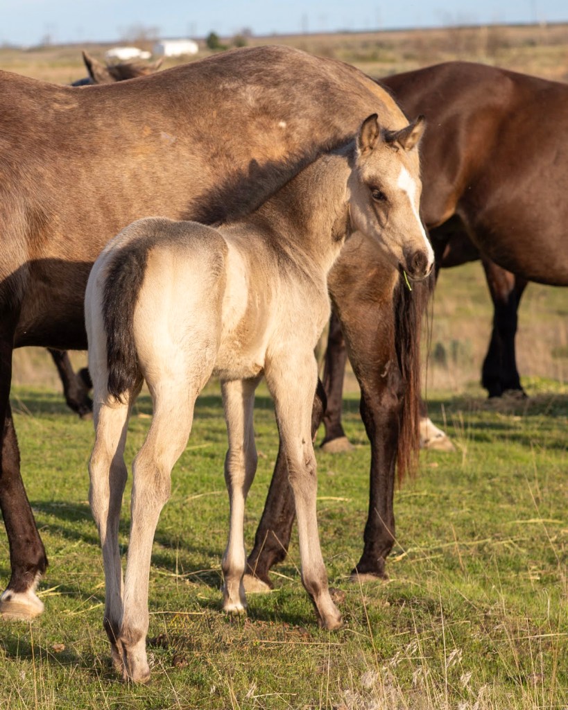 KT Metallic Katalena | KT Ranch