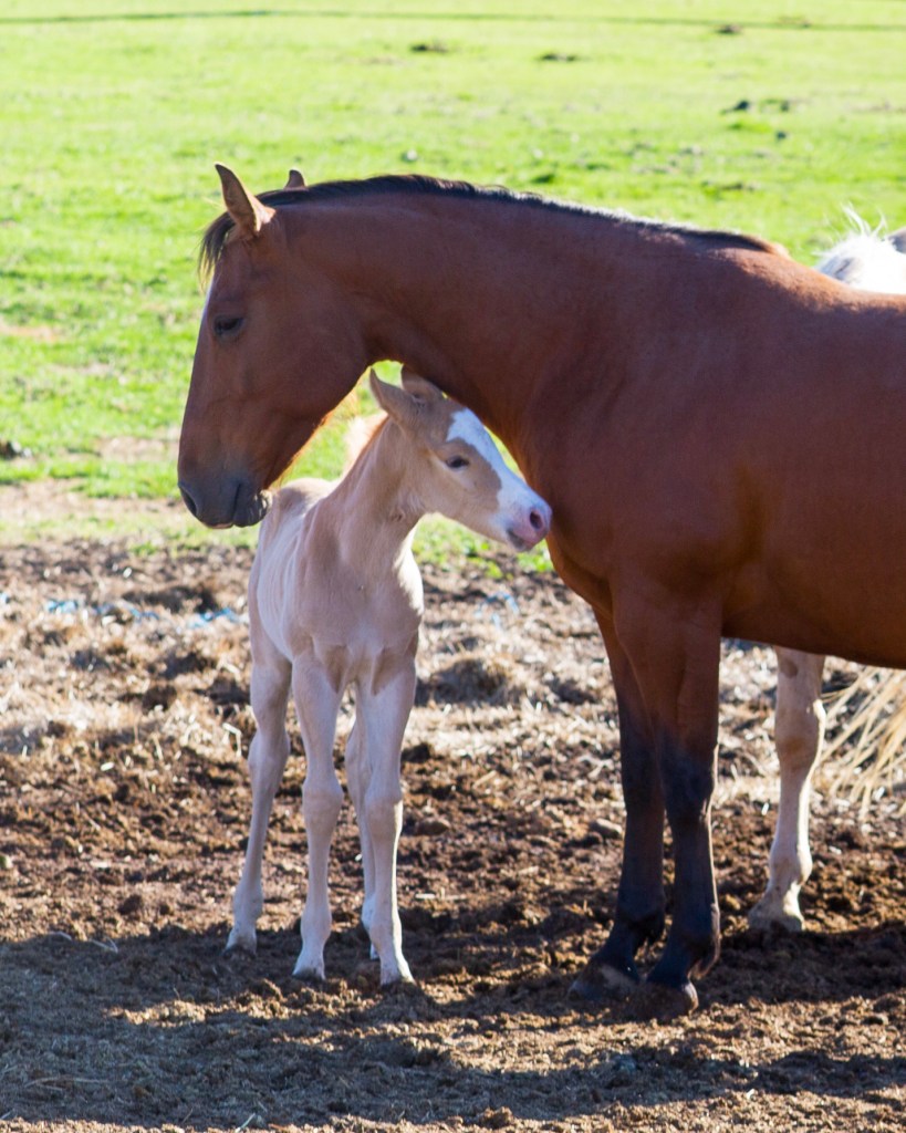 Sak A Reysins, “Dally” | KT Ranch